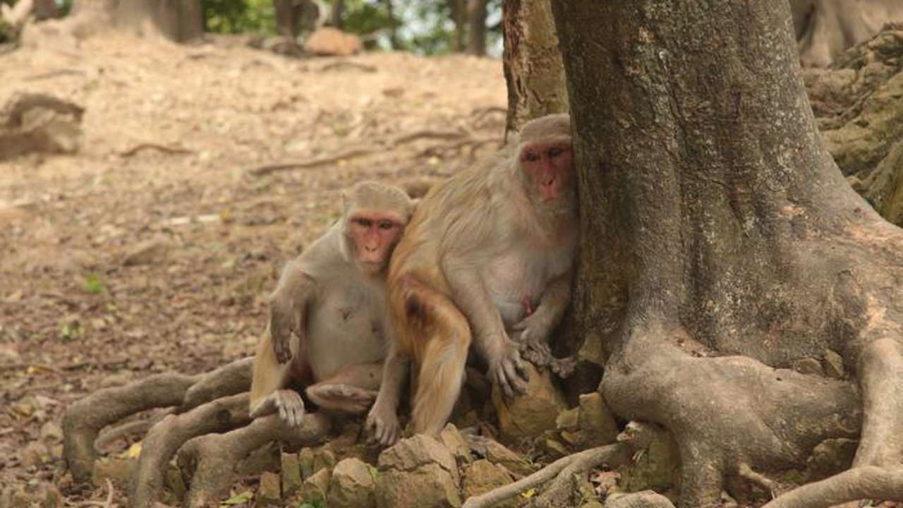 Monos: fotos de monos, características y cuántos tipos hay