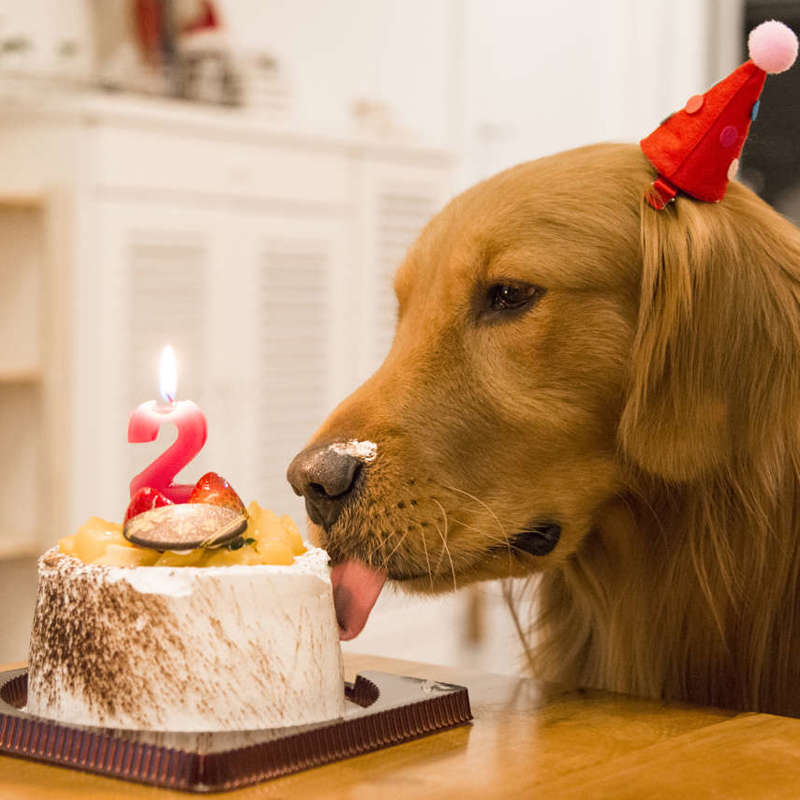 Los Perros Saben Cuando Es Tu Cumpleaños