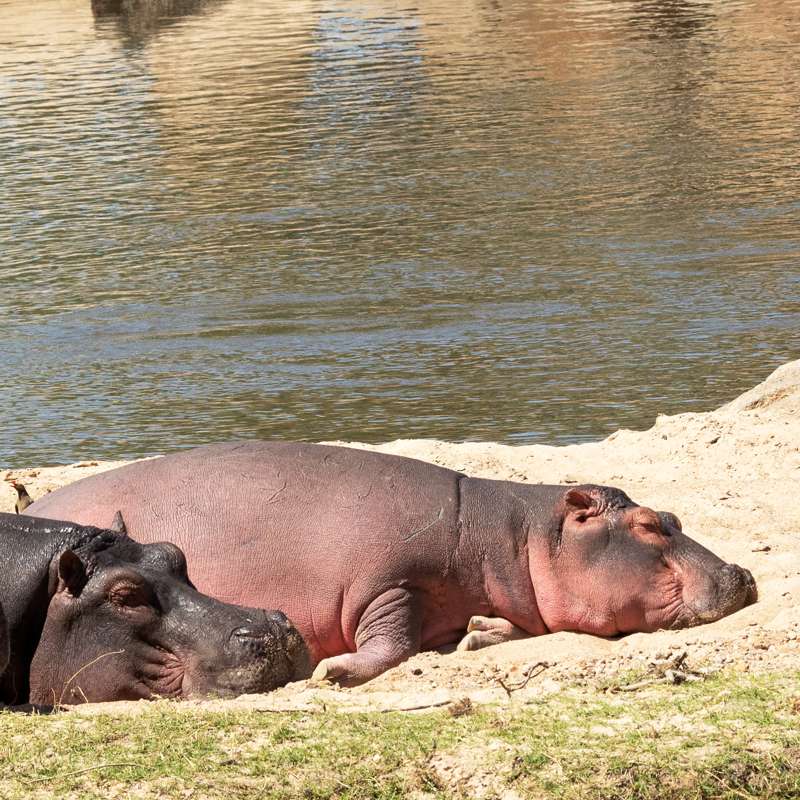 La bebé hipopótamo que ha conquistado a Tailandia