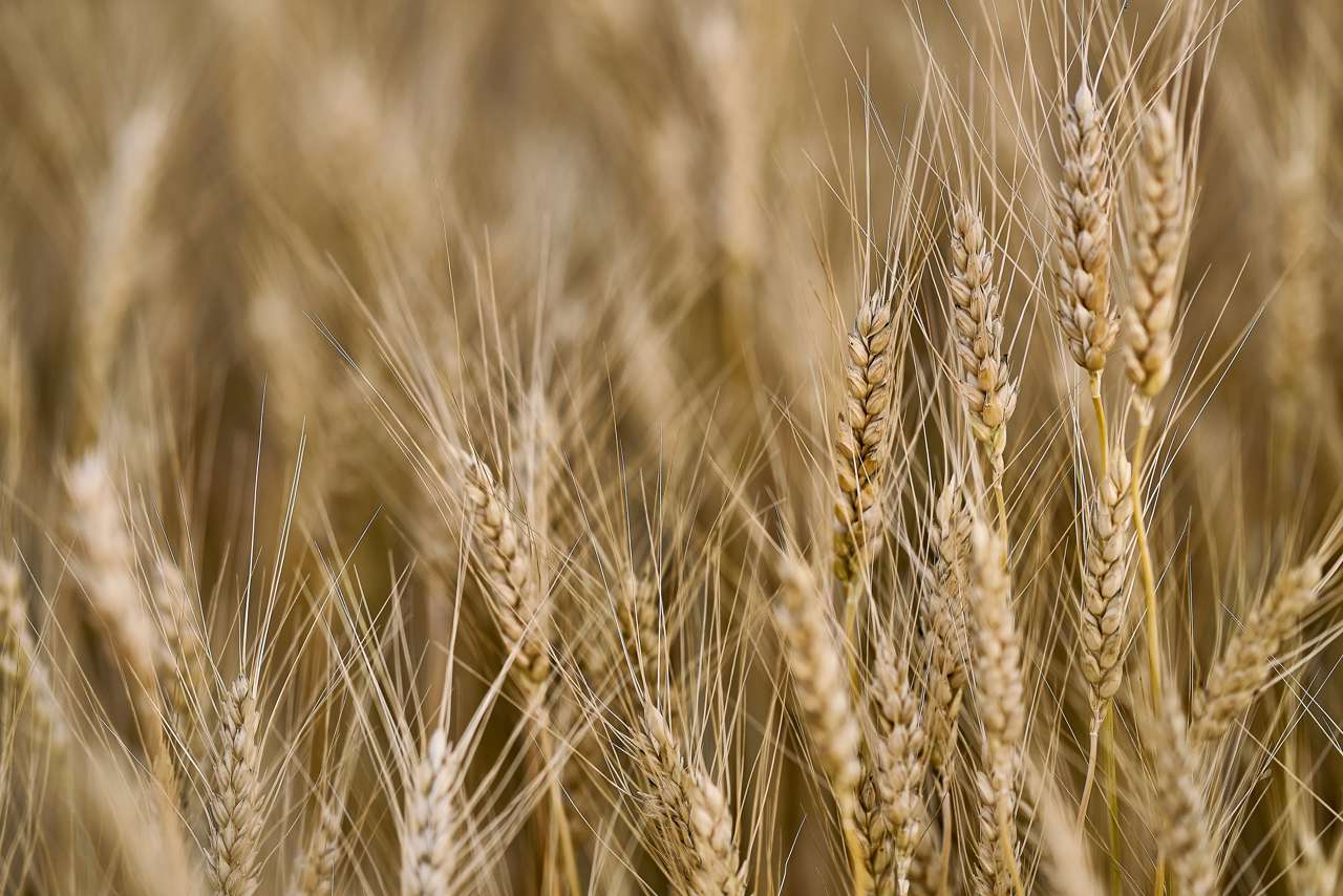 Una dieta sin gluten: ¿es realmente más sana?