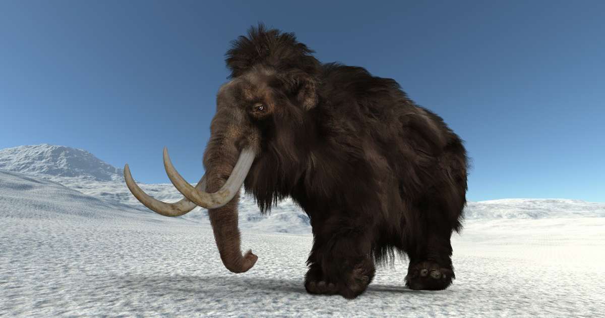 Ficha Técnica Sobre El Mamut Extinto