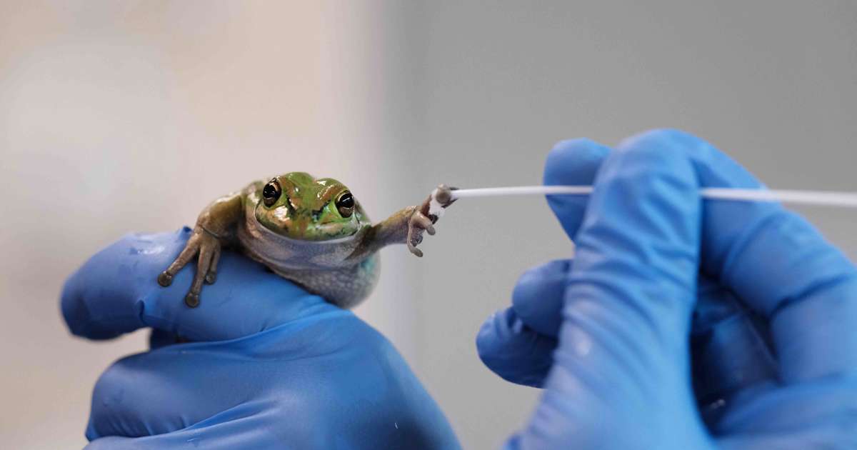 Saunas para ranas, una inesperada solución