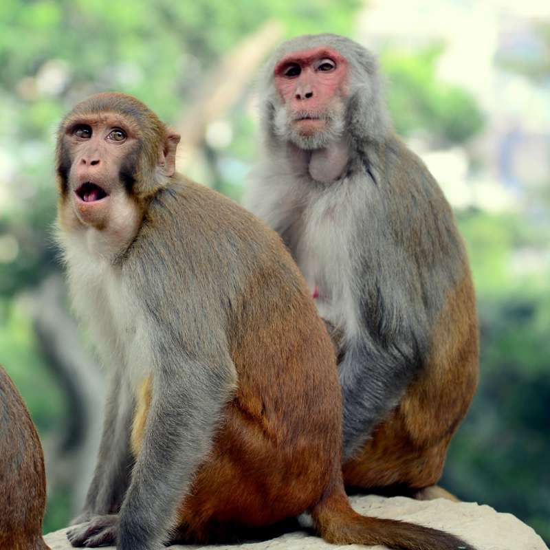 Tipos De Macacos Africanos Los Ocho Grandes Parecidos Entre Humanos Y