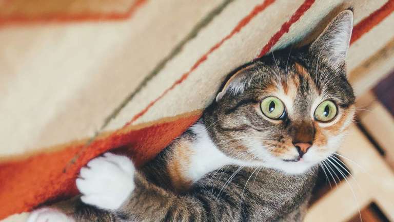 Reportajes y fotografías de Gato en National Geographic