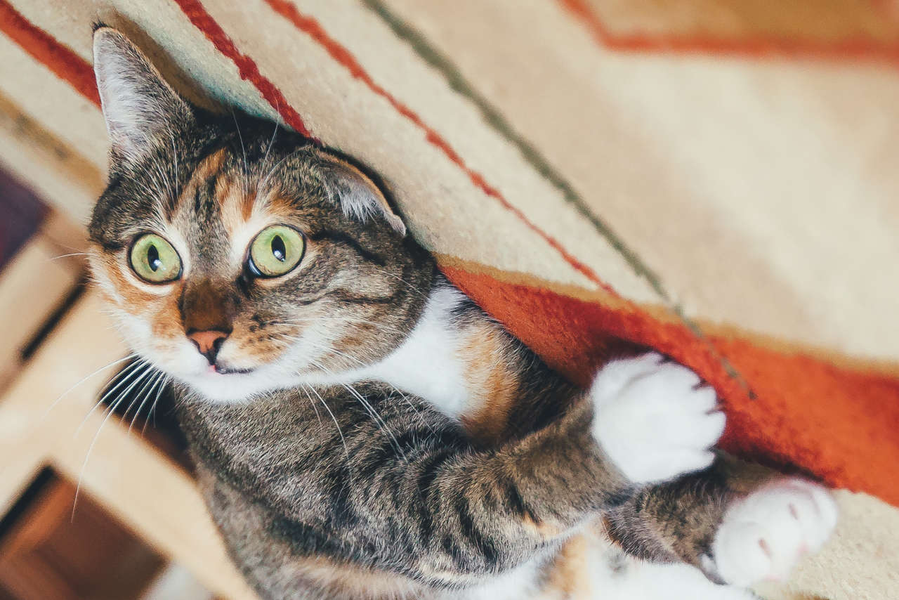 Por qué los gatos arañan los muebles y cómo podemos minimizarlo