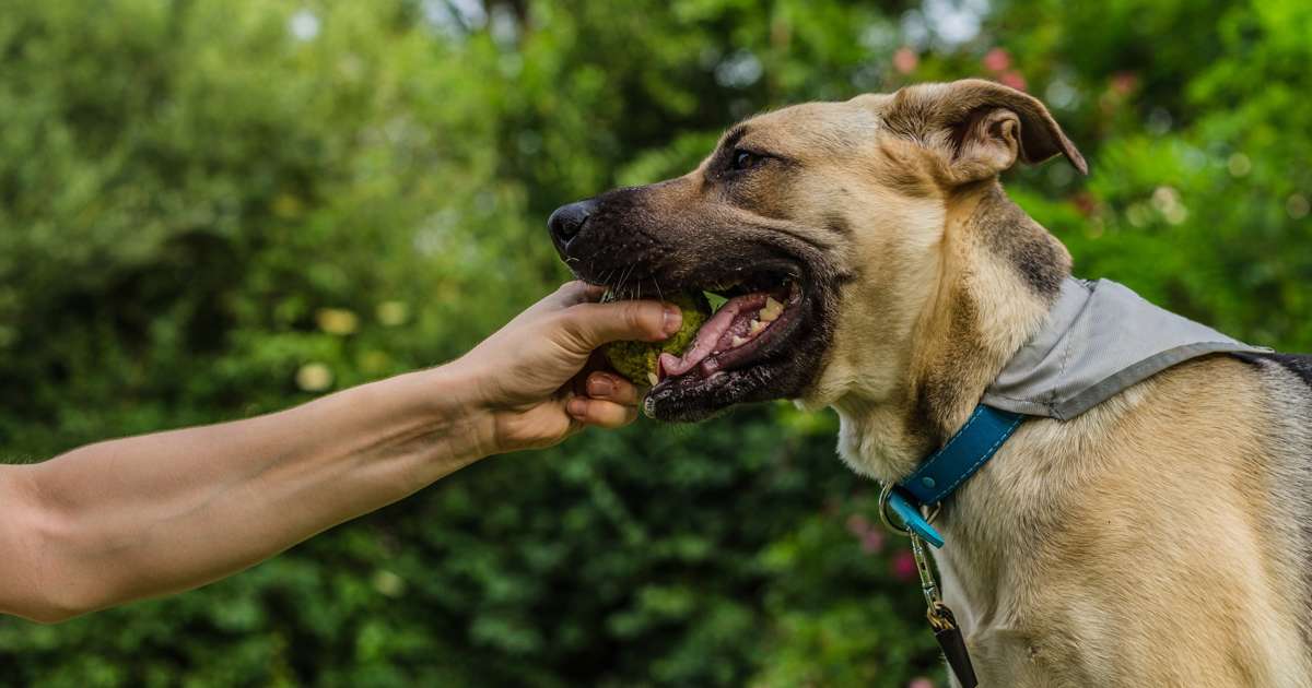Que Haces Si Tu Perro Te Muerde