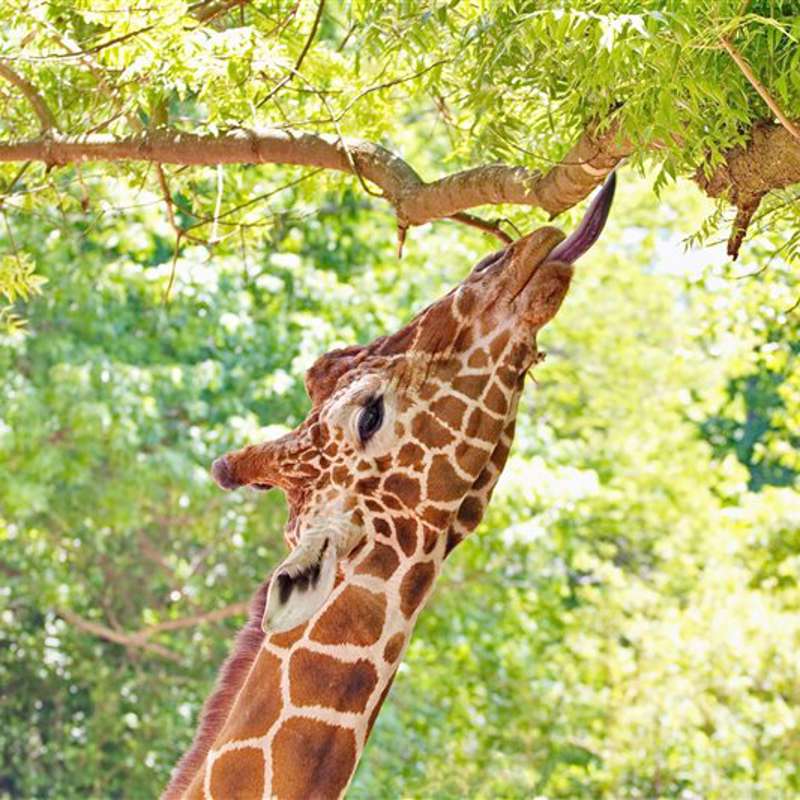 Las jirafas se encuentran desde hace años en peligro de extinción: esta es su situación actual