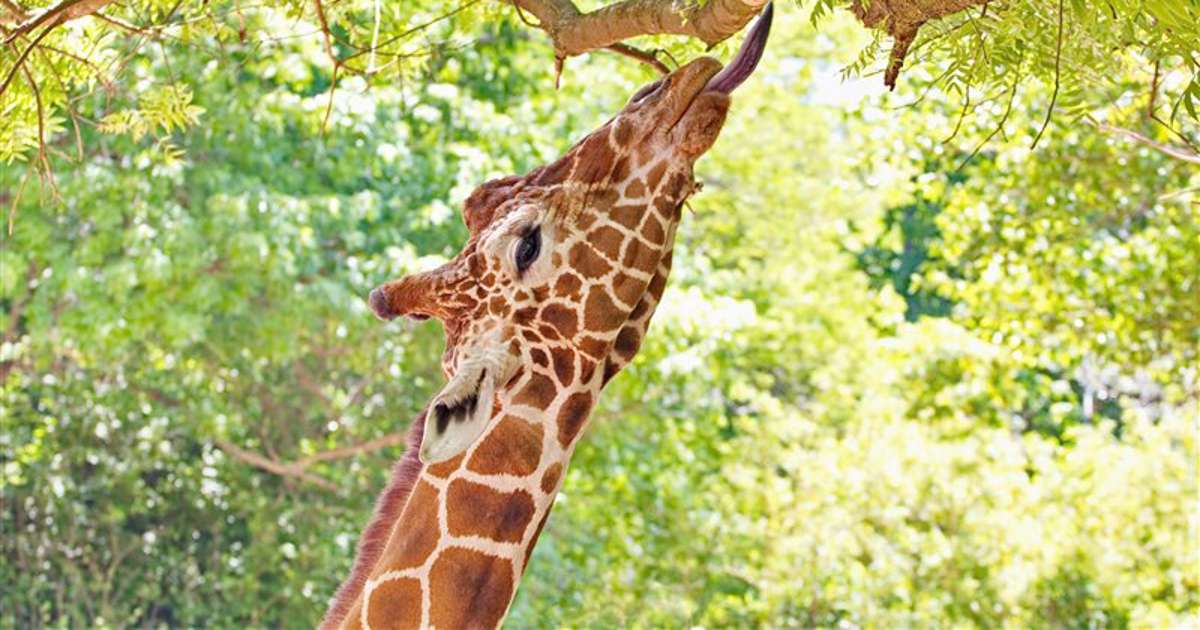 ¿Comida o sexo? Estas teorías tratan de explicar el largo del cuello de las jirafas