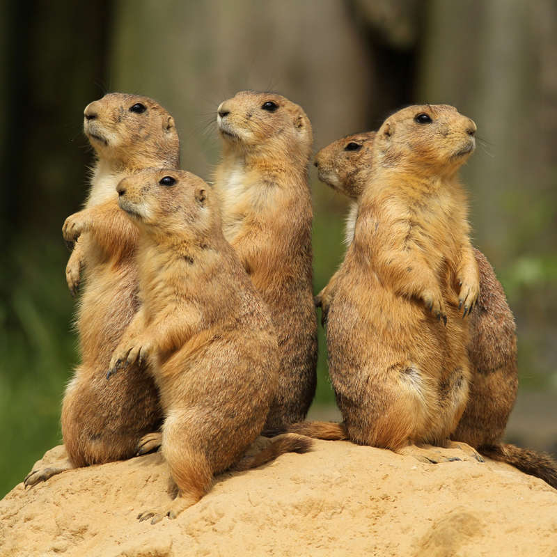 Día de la Marmota 2025: todo sobre las marmotas, más allá de Phil