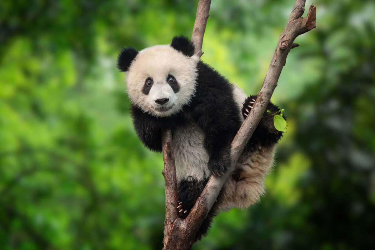 Animales olímpicos: estas especies están representadas por las mascotas ...