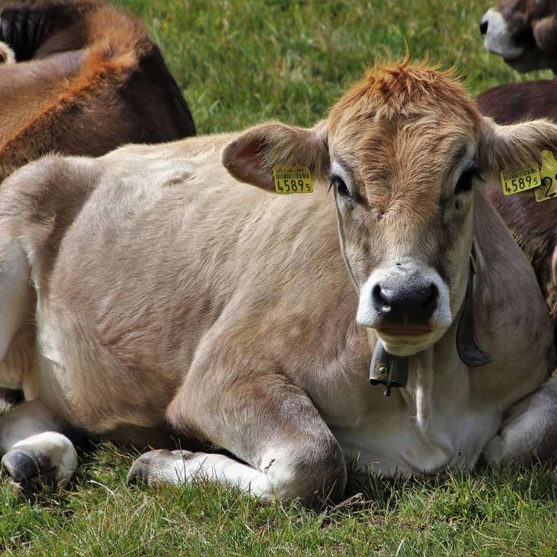 ¿Qué es la gripe aviar H5N1 y por qué preocupa a los expertos?