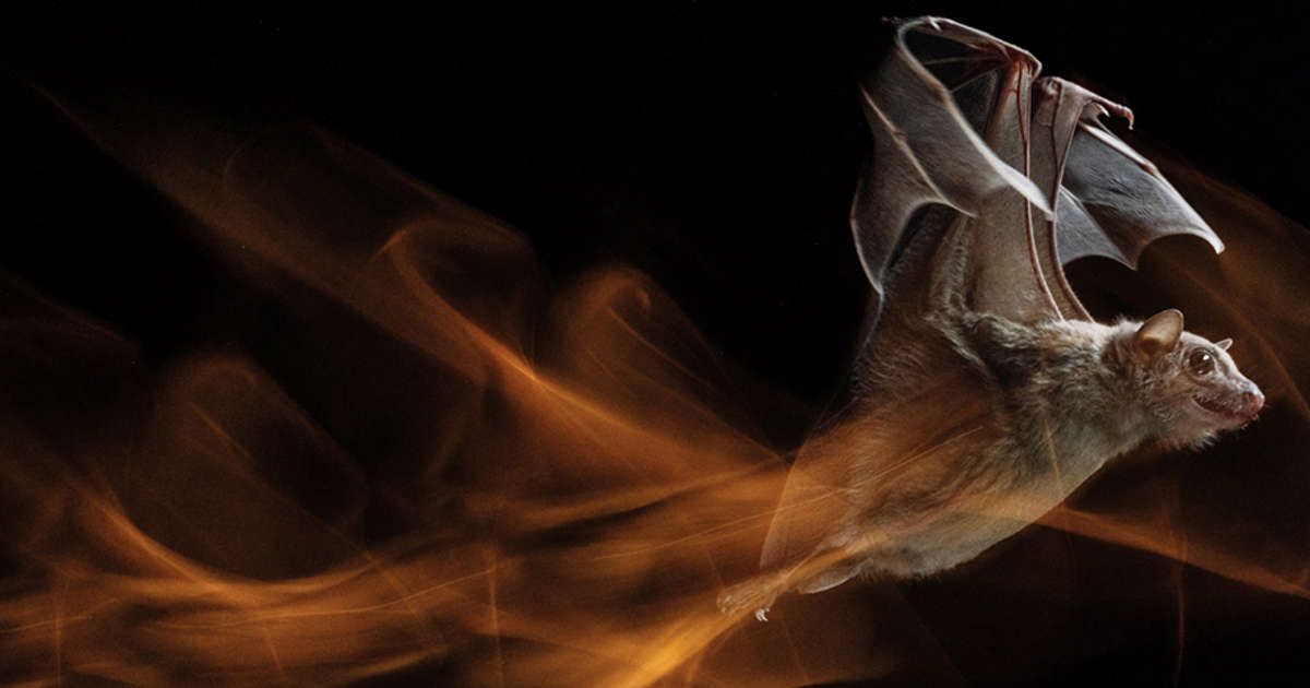 Las habilidades del murciélago, un prodigio de la evolución