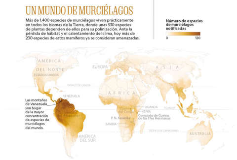 Las habilidades del murciélago, un prodigio de la evolución