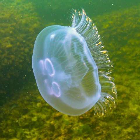 Las carabelas portuguesas invaden la costa de España: ¿por qué están ...