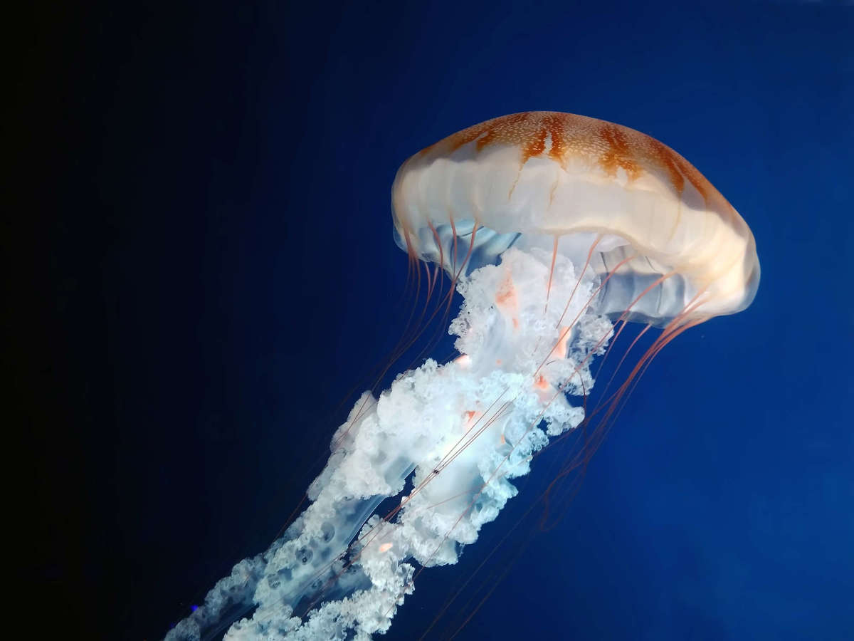 Carabela portuguesa, huevo frito... Las 10 medusas más frecuentes en España