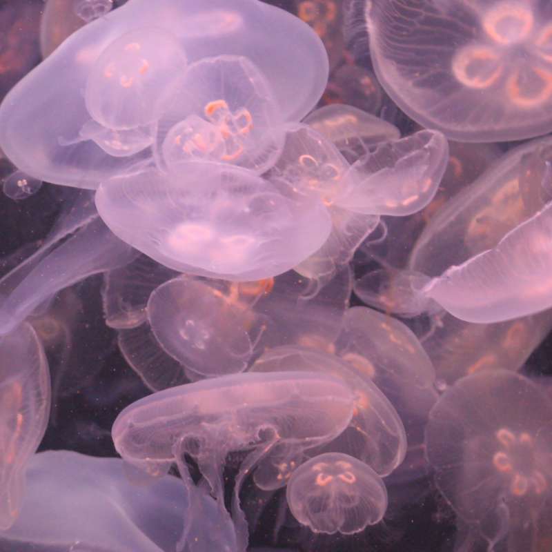 ¿Qué son las salpas? La rara especie que está apareciendo en playas españolas