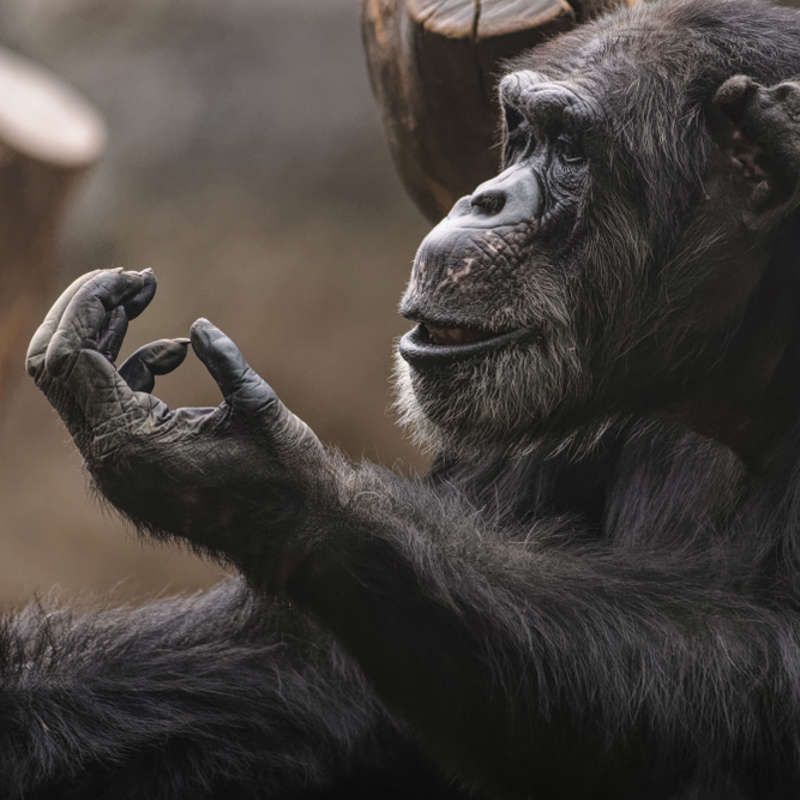 La increíble historia de Tatu y Loulis, los últimos chimpancés ...