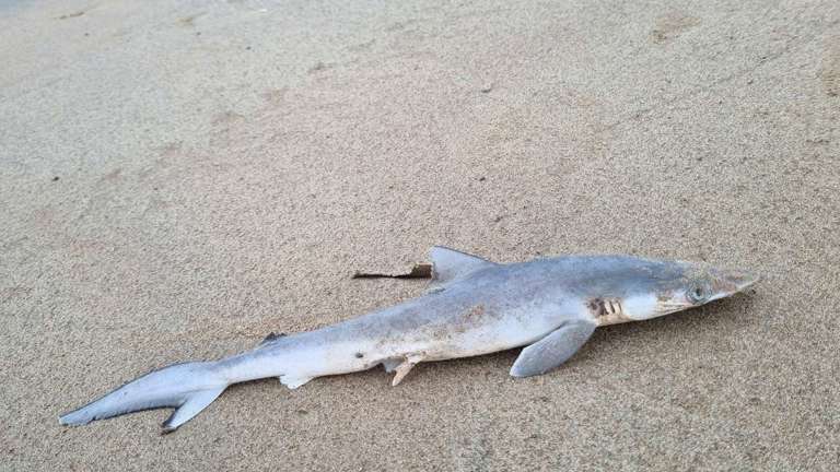 Tiburones azules o tintoreras: ¿Son peligrosos? ¿Qué hacer si te ...