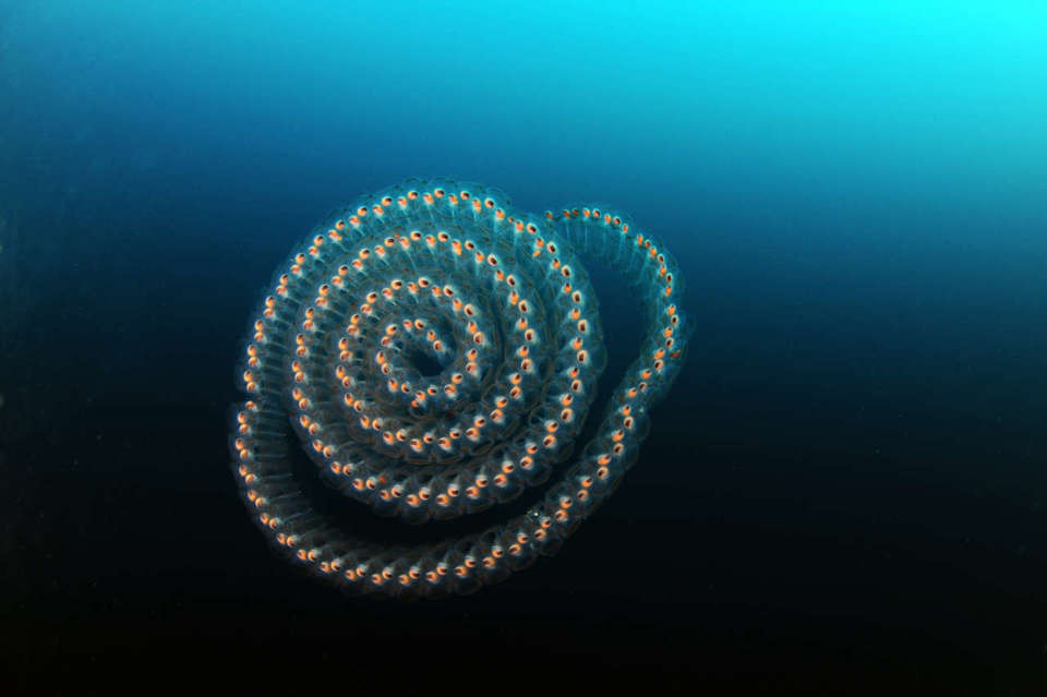 ¿Qué son las salpas? La rara especie que está apareciendo en playas españolas