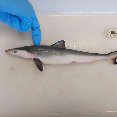 Tiburones azules o tintoreras: ¿Son peligrosos? ¿Qué hacer si te ...