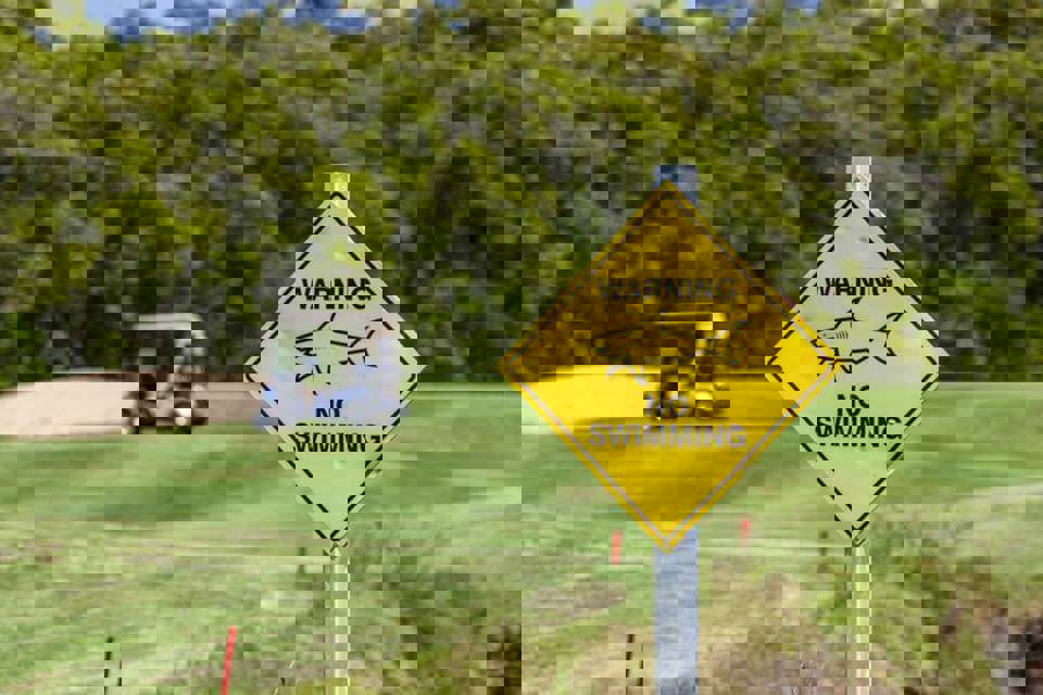 Estos tiburones sobrevivieron casi 20 años en un campo de golf. ¿Cómo ...