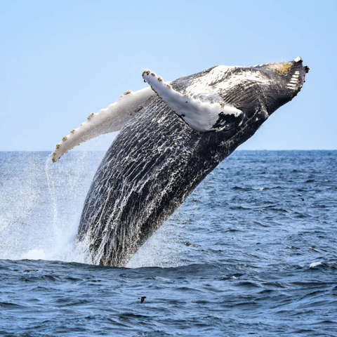 Fotografían por primera vez el apareamiento de ballenas jorobadas (y es entre machos)