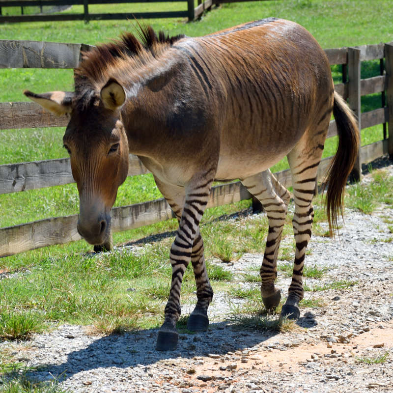 Animales Mutados Coronavirus Mutado Hallado En Visones Esta