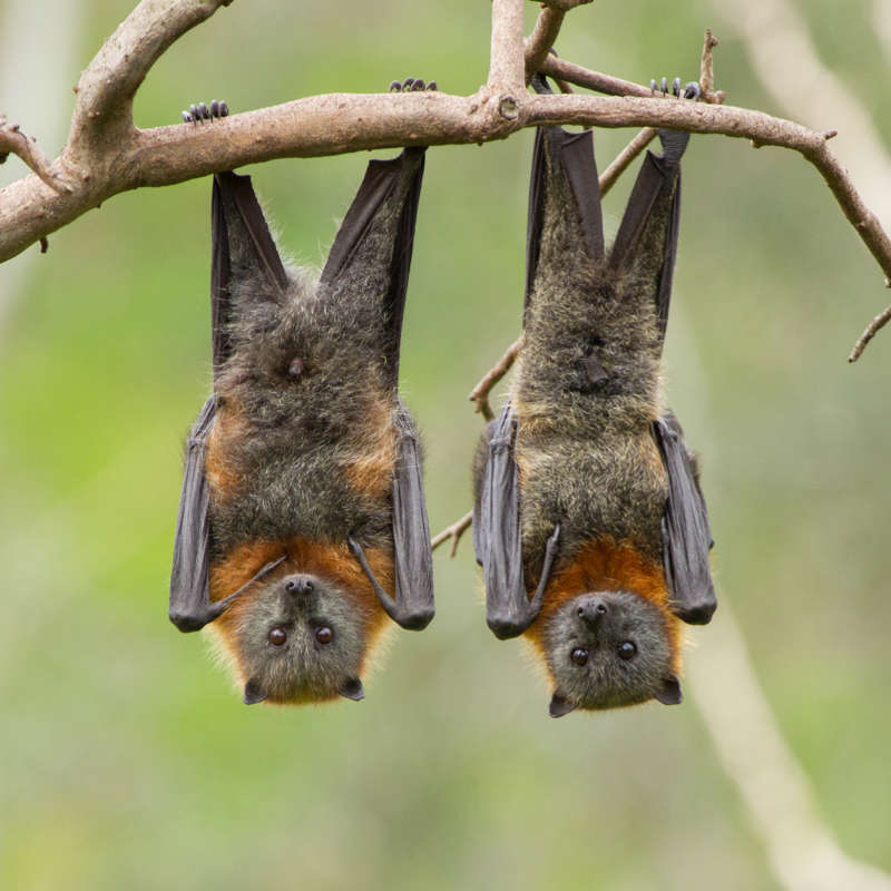 Murciélagos, los superhéroes del reino animal: estos son sus poderes