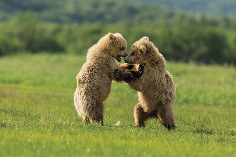 El paraíso del oso pardo está en Alaska