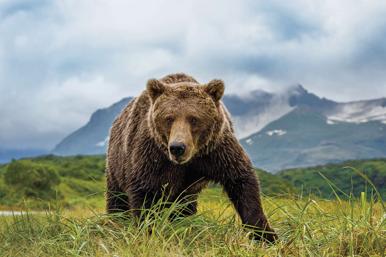 El paraíso del oso pardo está en Alaska