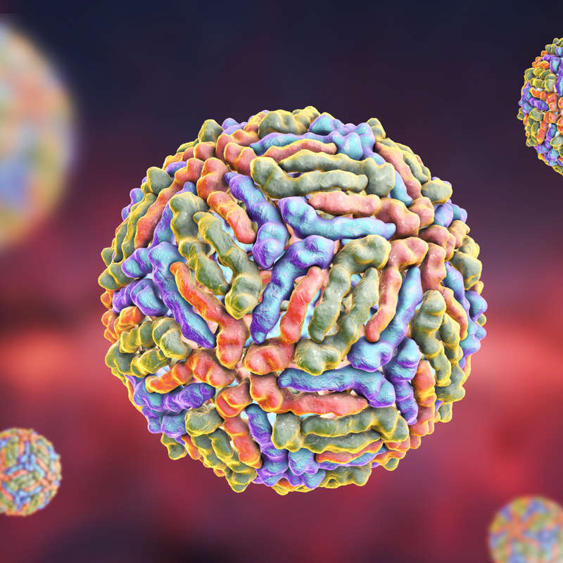 ¿Qué es el virus Oropouche, cómo se contagia y cuáles son sus síntomas?