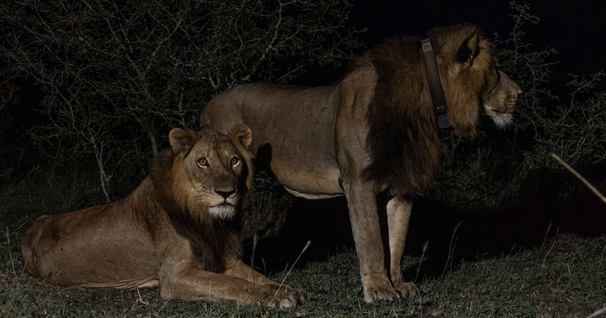 Estos leones hicieron algo increíble para sobrevivir