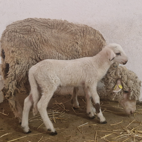 Un esqueleto de época romana revela cómo llegó la malaria a Europa