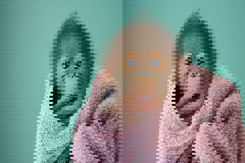 El audaz plan para que la orangutana Mujur pudiera alimentar a su cría