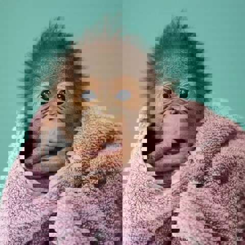 Simios - Fotos, curiosidades y todo lo que debes saber sobre los simios