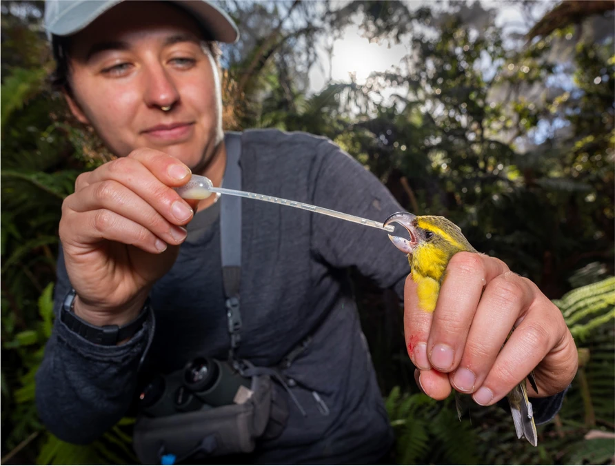 Las imágenes ganadoras del concurso de BMC Ecology and Evolution 2024 ...