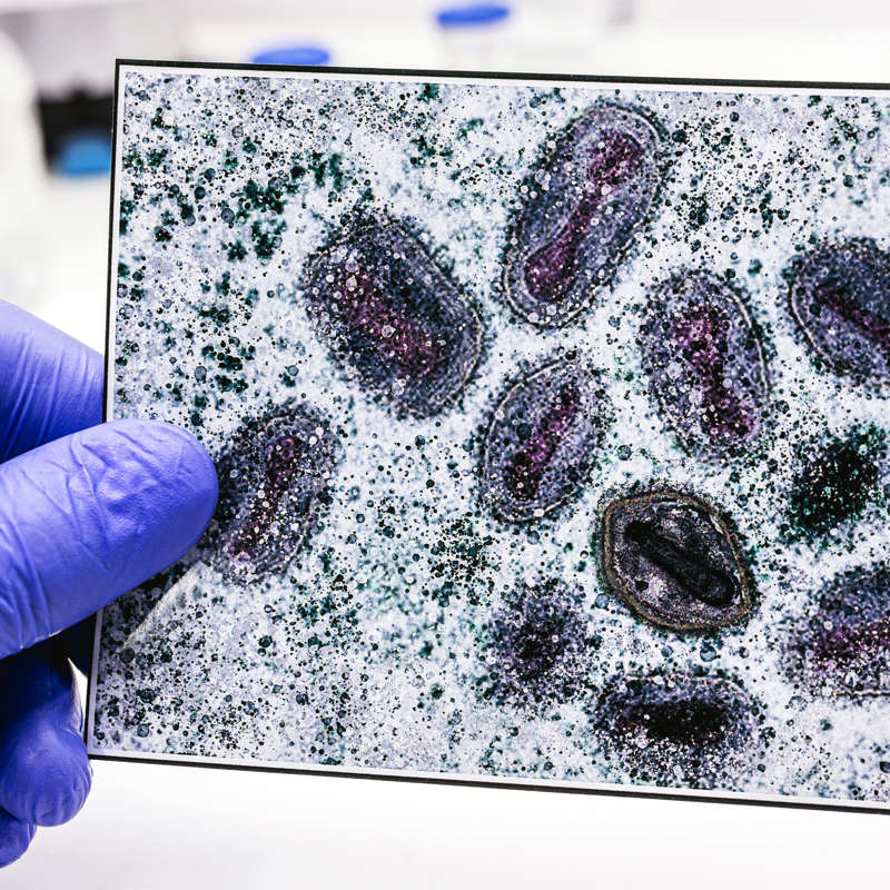 Identifican más de 30 virus potencialmente pandémicos en granjas chinas