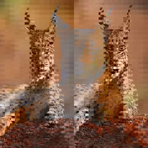 El lince ibérico, un símbolo de esperanza rumbo a 2025