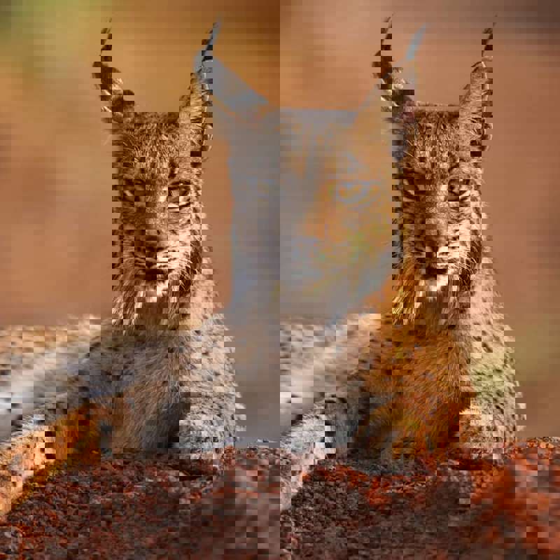 La historia desconocida del lince ibérico y su hibridación con el lince ...