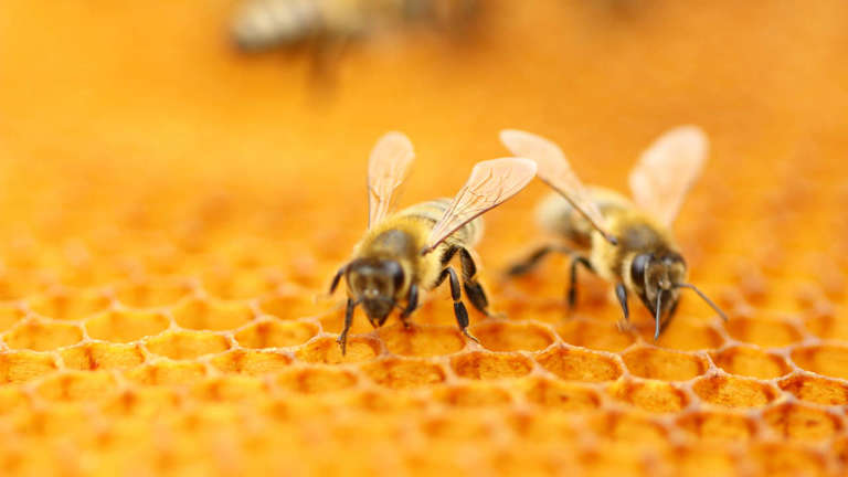Abejas - características, diferencia con las avispas y por qué son ...