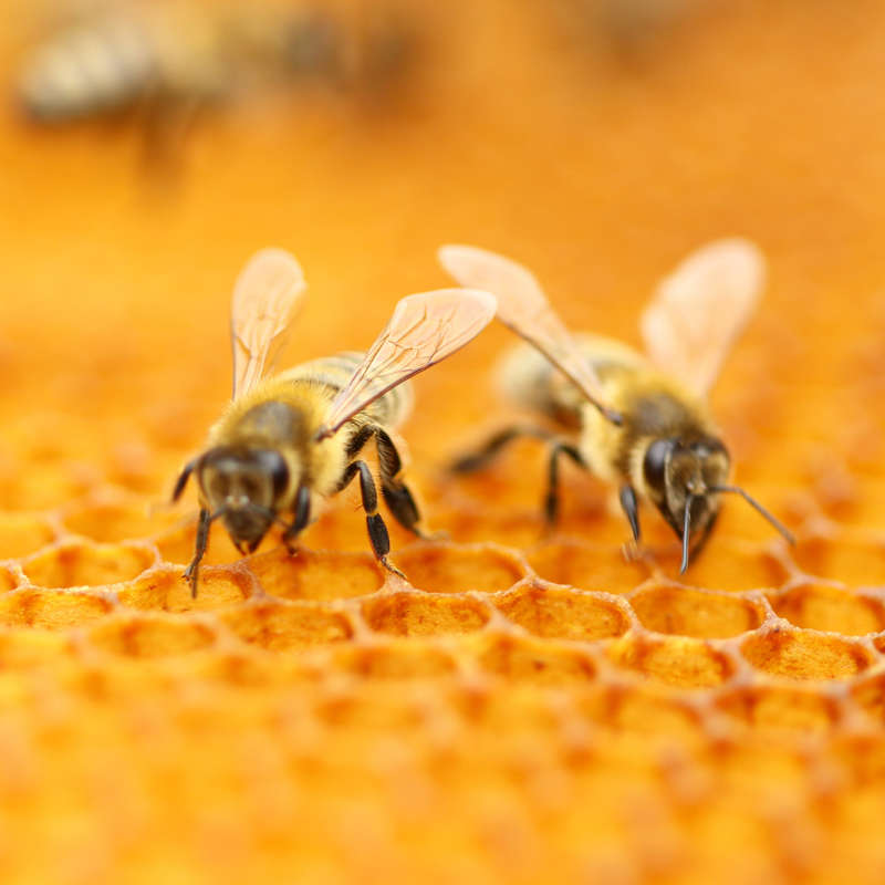 Guardianas de las abejas urbanas: 'No se matan, se rescatan'