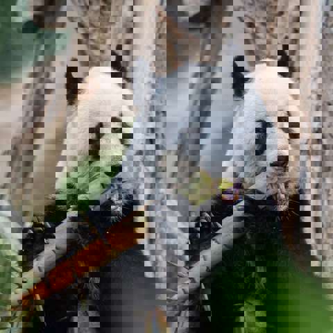 La trágica historia de Chu-Lin, el primer panda nacido en cautividad de ...