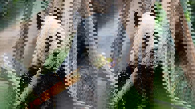 La trágica historia de Chu-Lin, el primer panda nacido en cautividad de ...