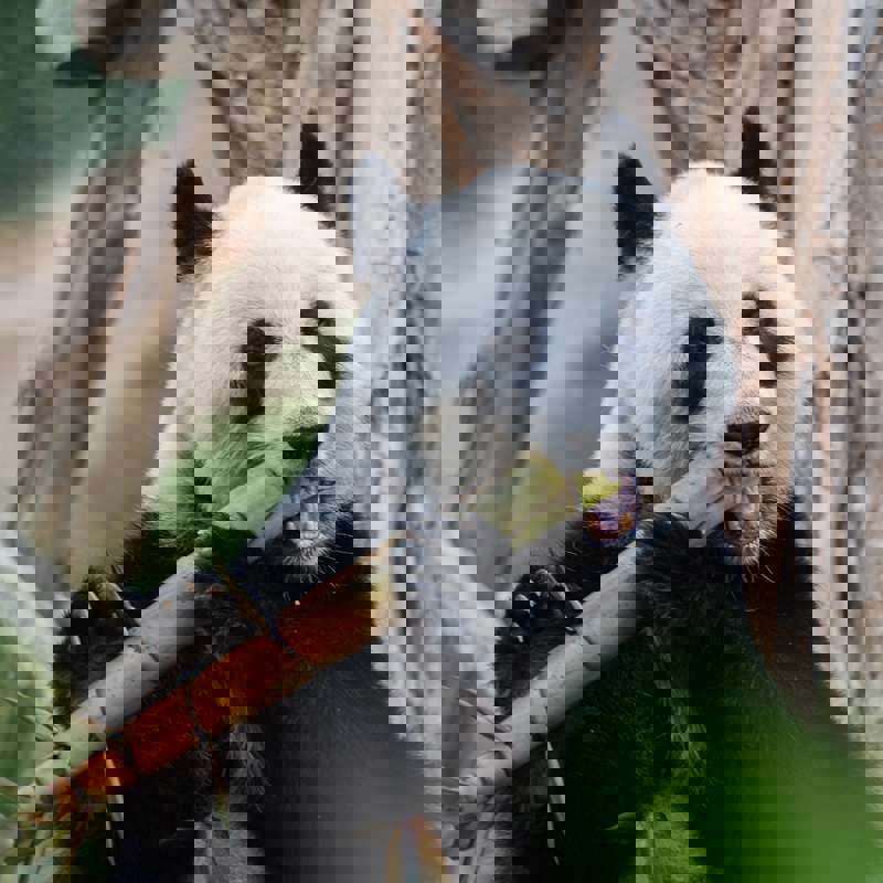 Día internacional del panda rojo: así son las dos últimas crías nacidas ...