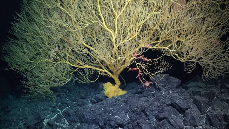 Un coloso oculto bajo el mar: descubren un monte submarino con especies ...
