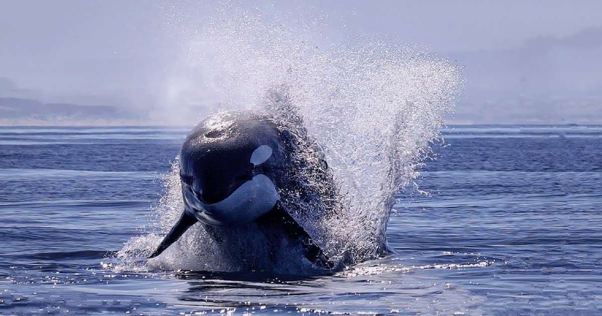 Ataques de orcas: Ni juego, ni trauma. Los científicos tienen una nueva ...