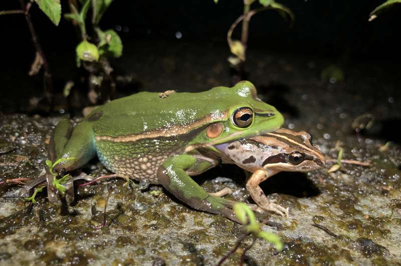 Descubren una rana australiana con un extraño hábito reproductivo