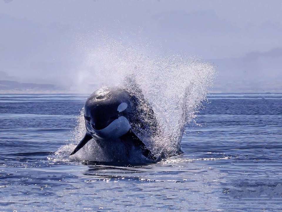 Ataques de orcas. Estas son las recomendaciones en caso de encuentro