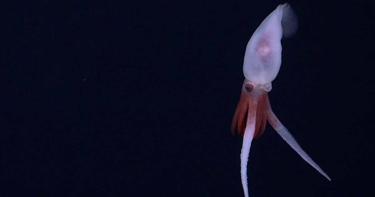 Registran por primera vez a este raro calamar en su hábitat natural