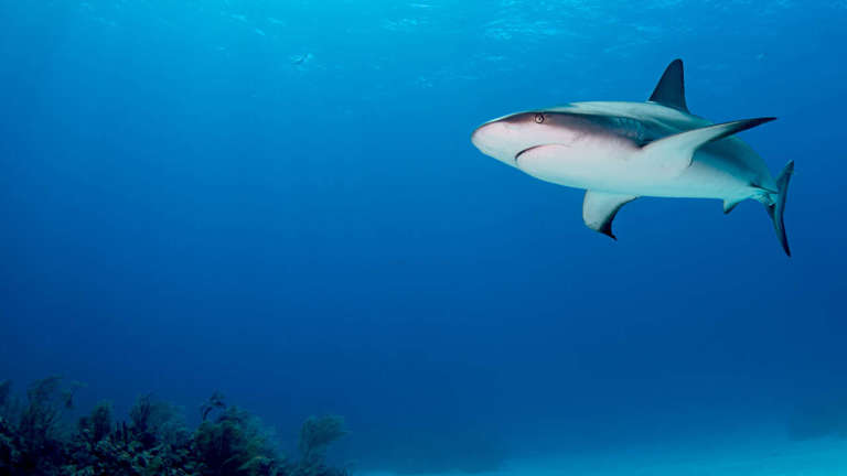 Tiburones: Fotos, tipos de tiburones y por qué son considerados peligrosos